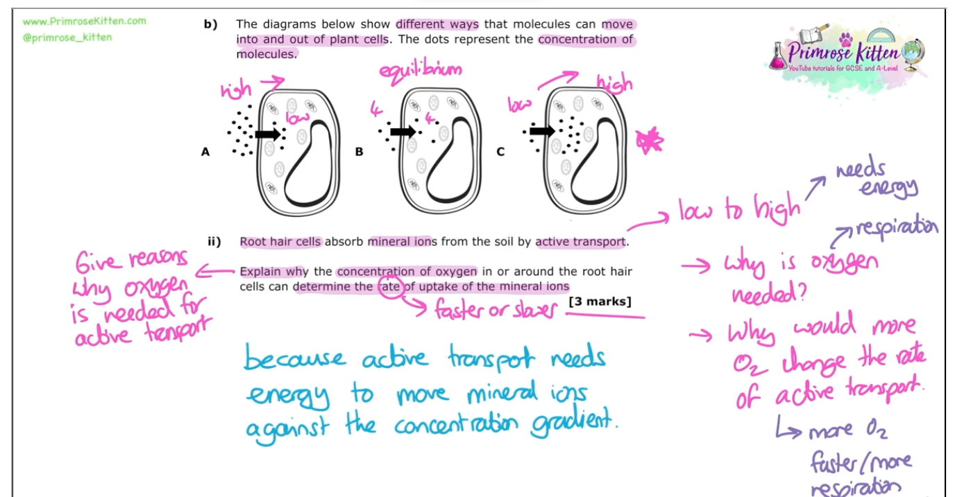 AQA GCSE Biology | Ultimate Revision Bundle– Primrose Kitten